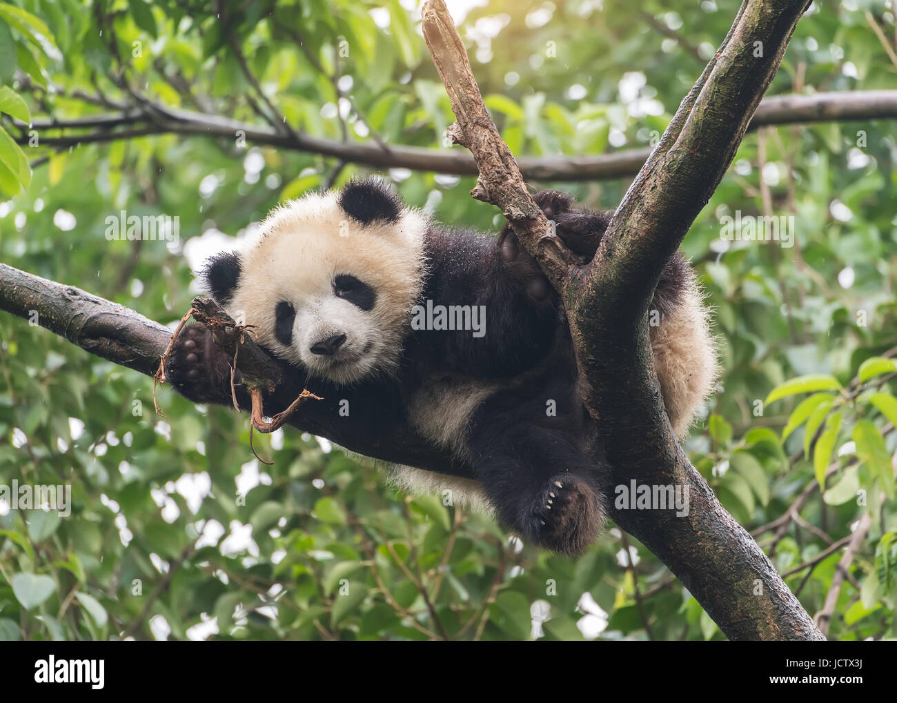 Giant panda baby over the tree Stock Photo - Alamy