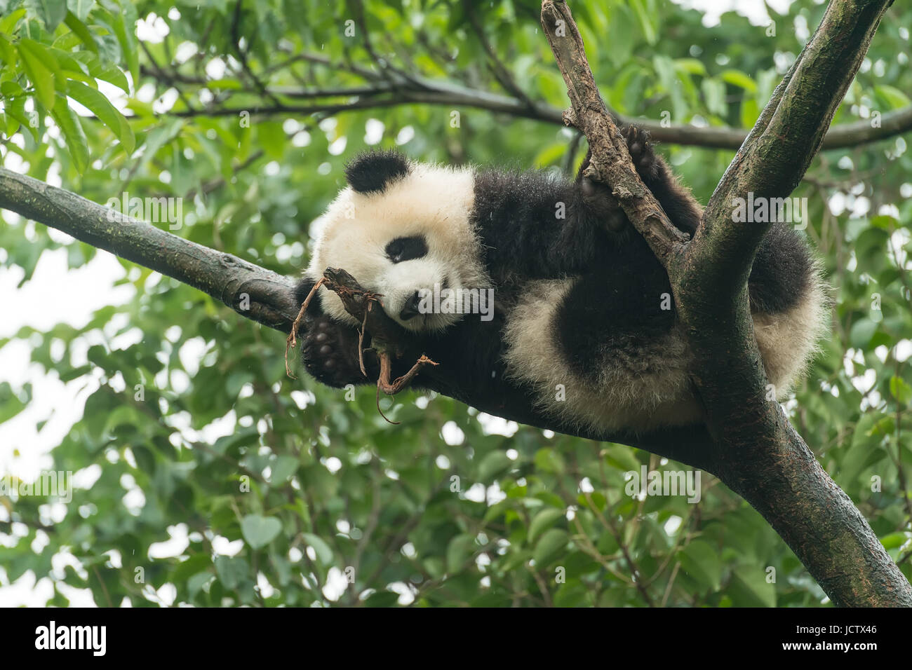 Giant panda baby over the tree Stock Photo - Alamy