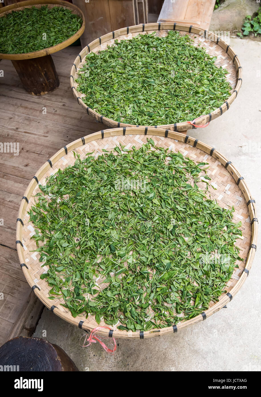 Fresh leaves of tea Stock Photo - Alamy