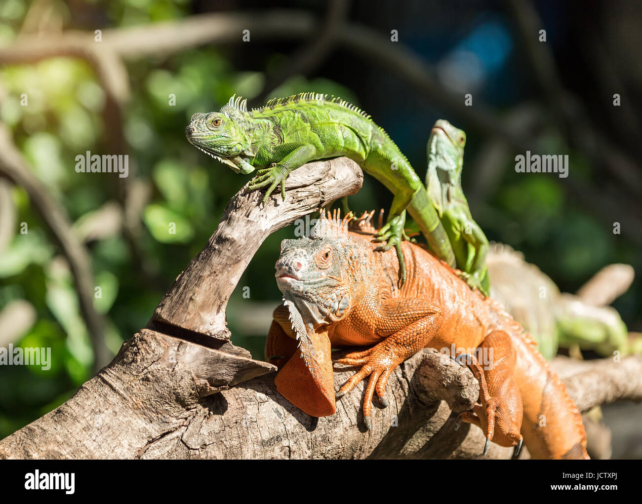 Lizard standing hi-res stock photography and images - Alamy