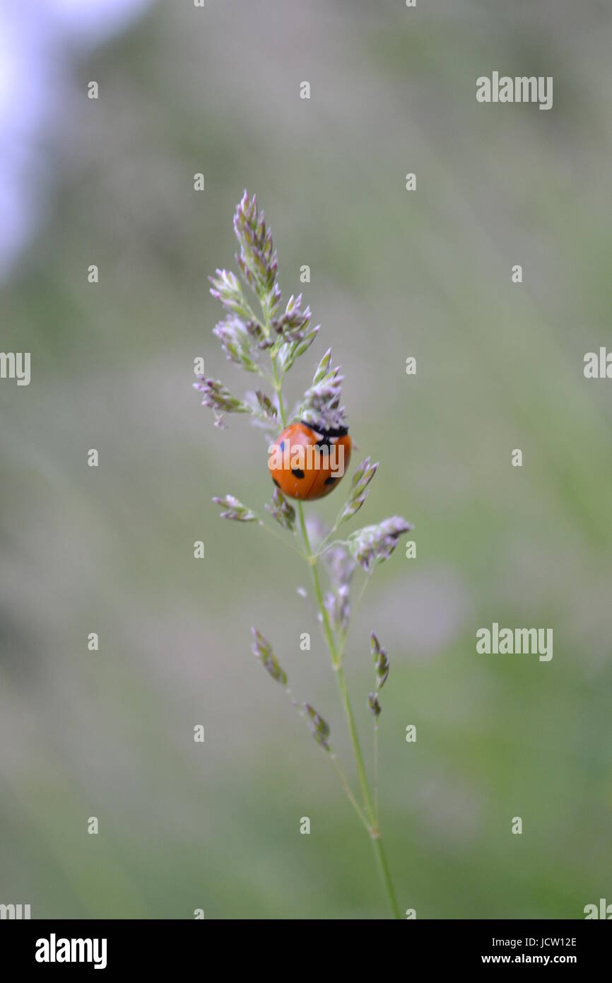 Ladybug in nature hi-res stock photography and images - Alamy