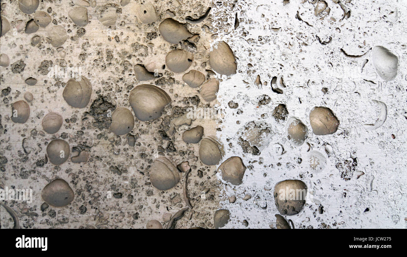 Fossiliferous limestone. Brick wall. Background and textures ...