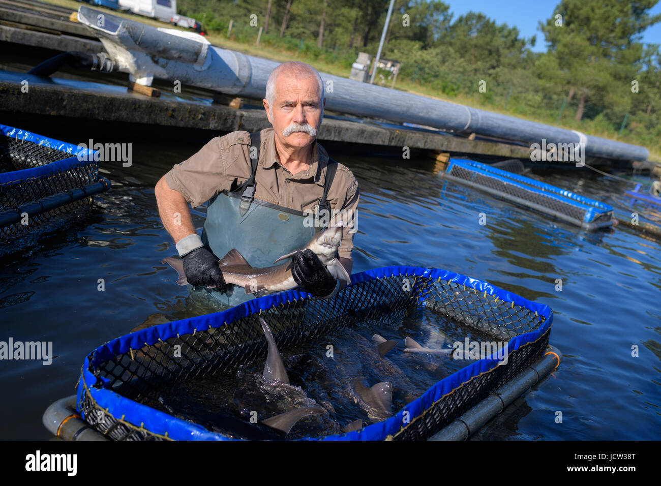 fish inside floating net basket in fishfarm Stock Photo - Alamy