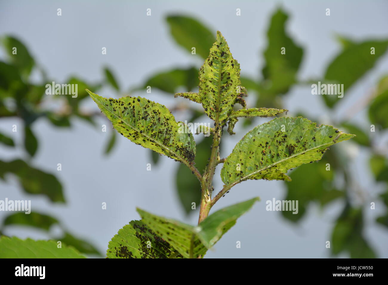 Many aphids on cherry tree leaves Stock Photo - Alamy