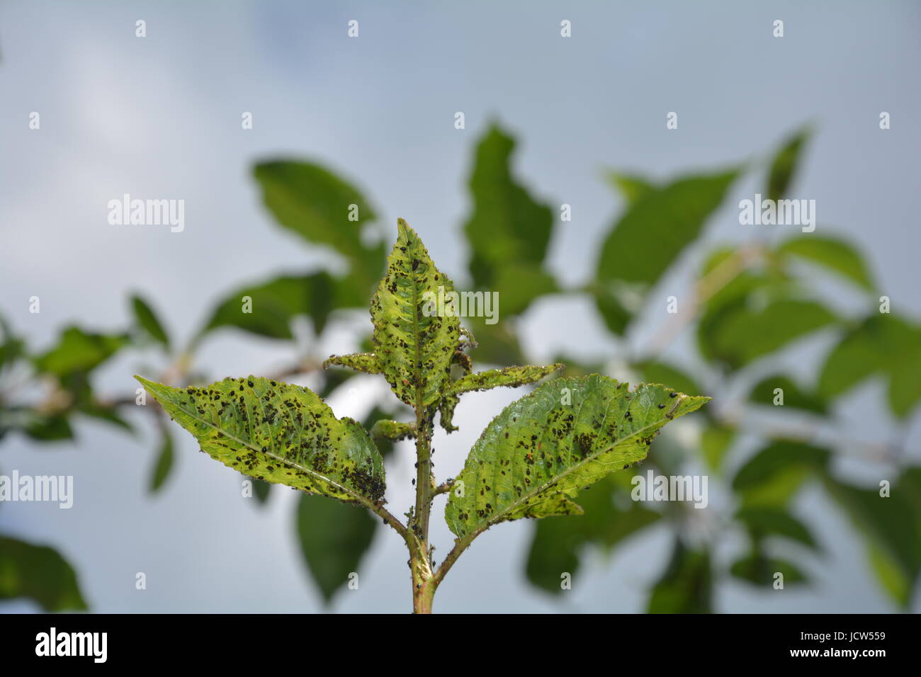 Many aphids on cherry tree leaves Stock Photo - Alamy