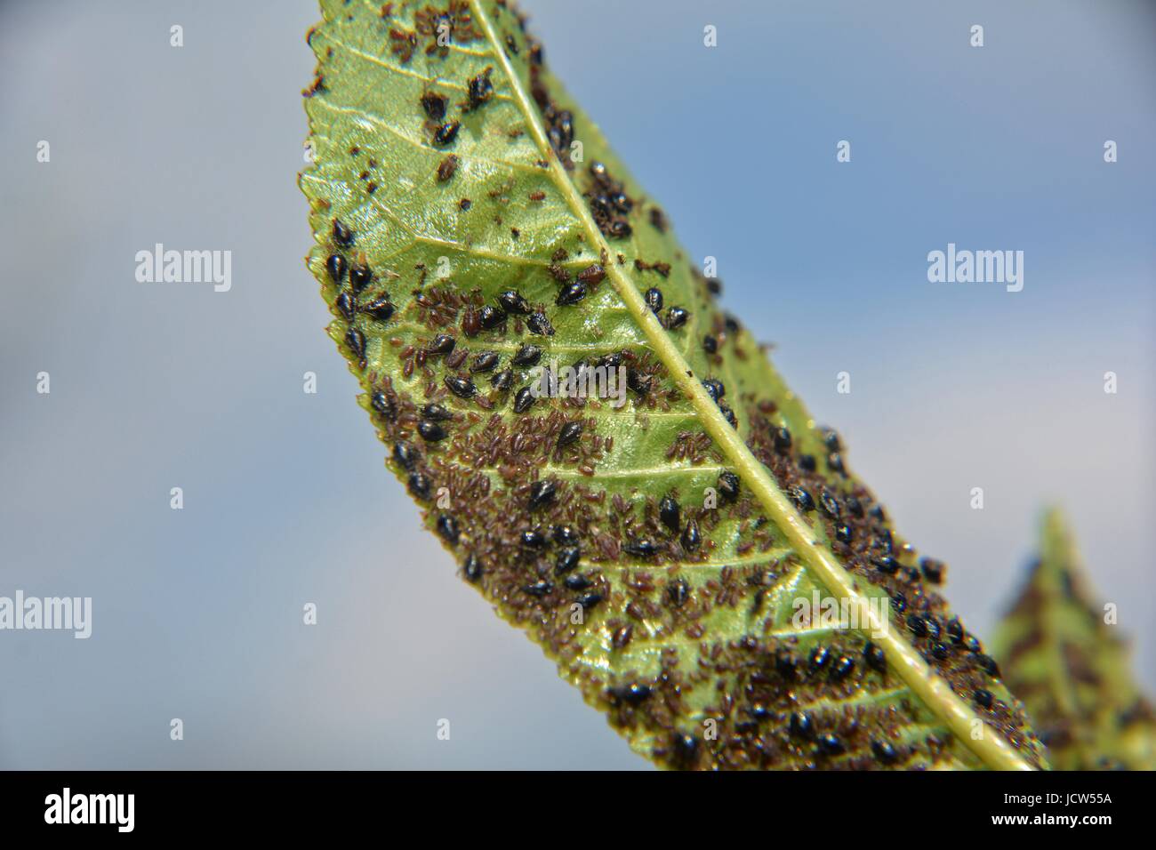 Many aphids on a cherry tree leaf Stock Photo - Alamy