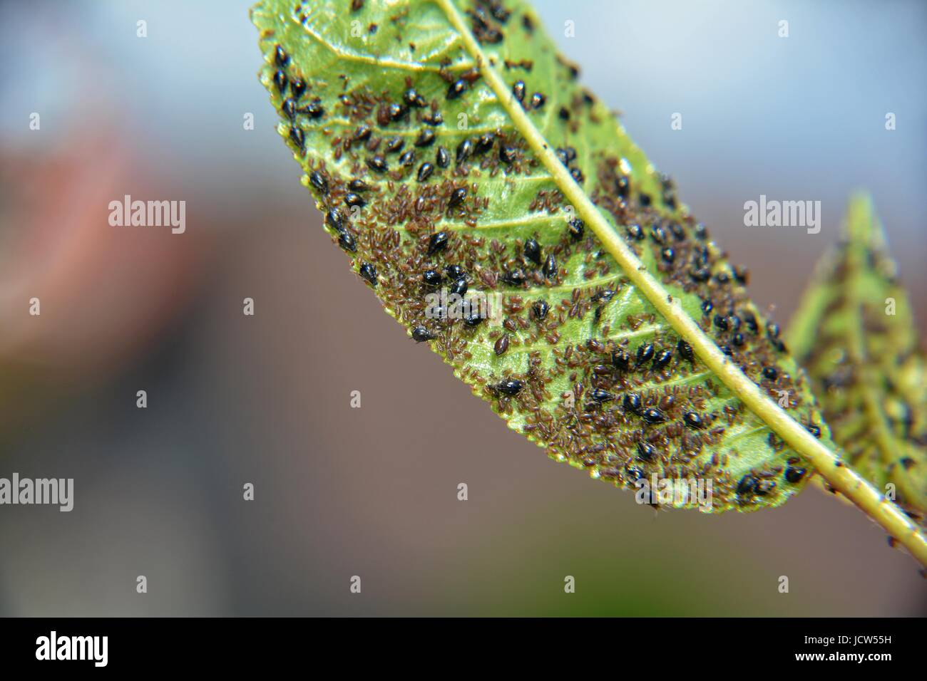 Many aphids on a cherry tree leaf Stock Photo - Alamy