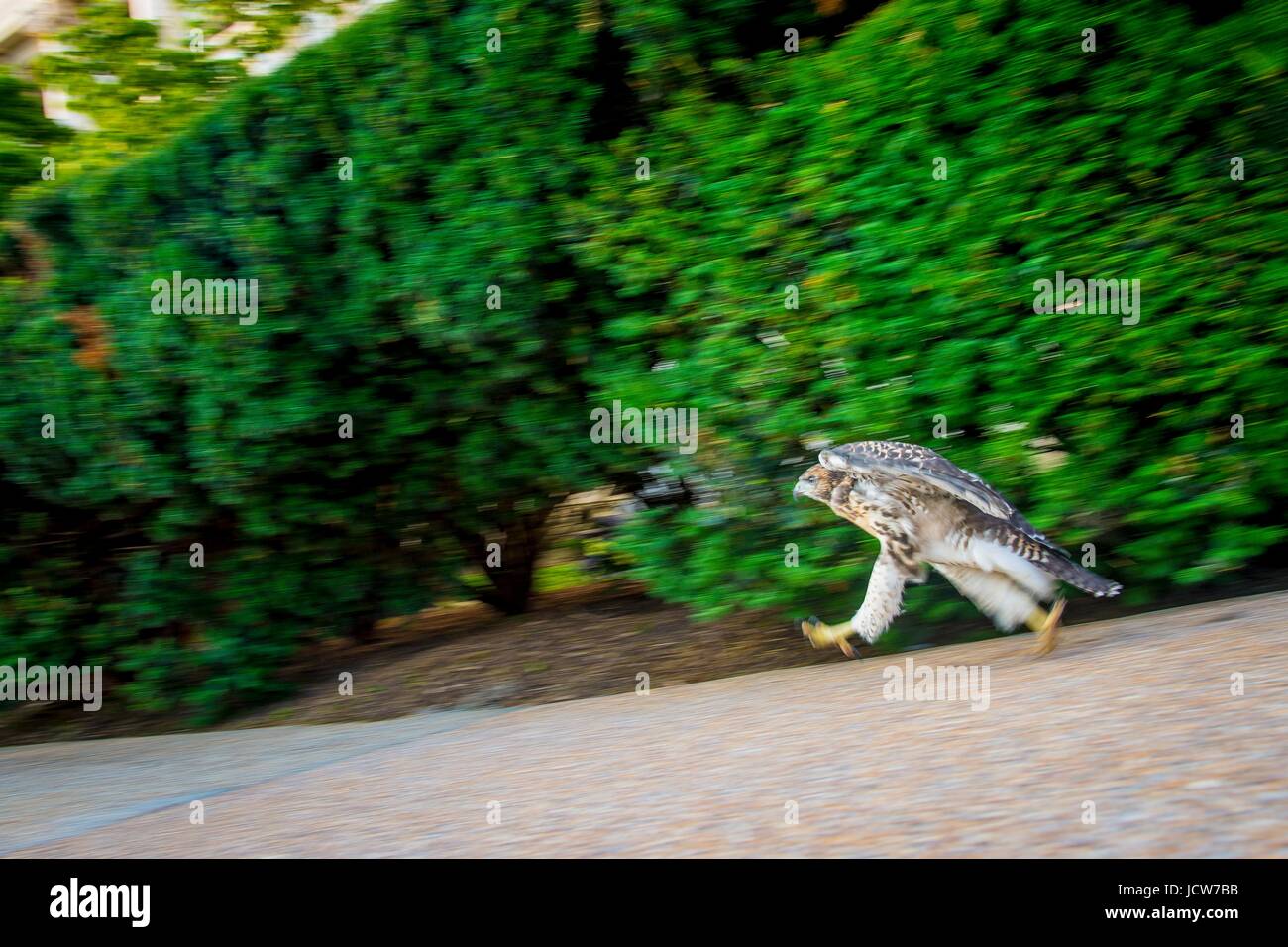 A red-tailed hawk fledging runs along the ground at the U.S. Department ...
