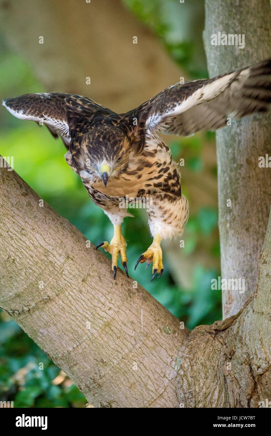 A red-tailed hawk fledging explores outside the nest atop the U.S ...