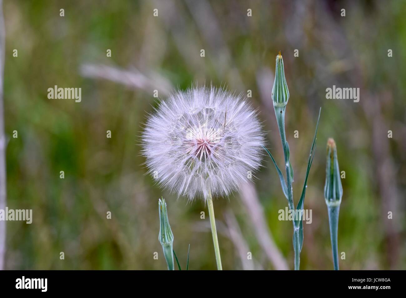 Dandelion (Taraxacum) seeds Stock Photo - Alamy