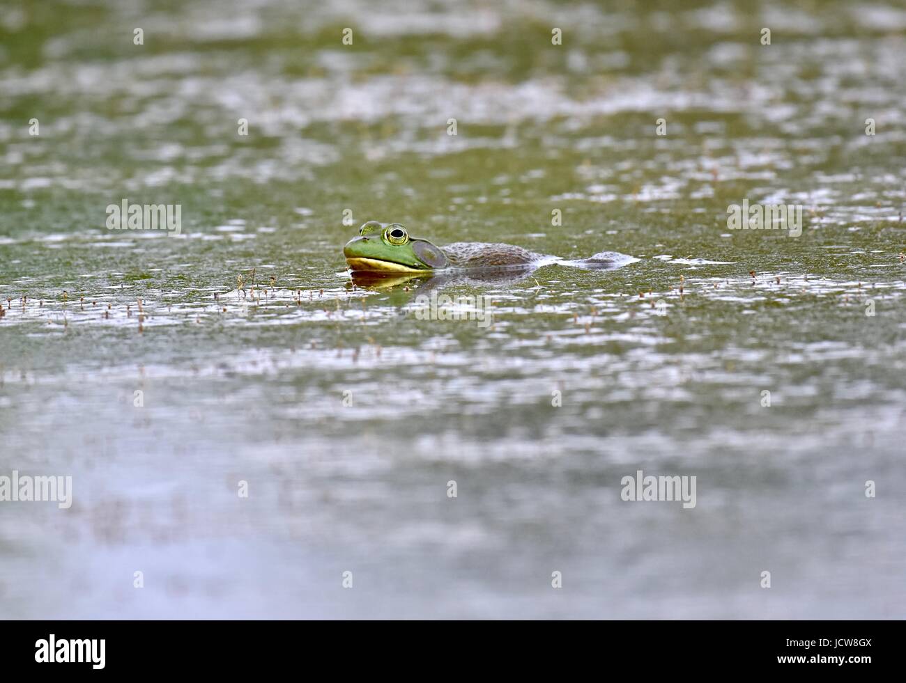 American bullfrog pond hi-res stock photography and images - Alamy