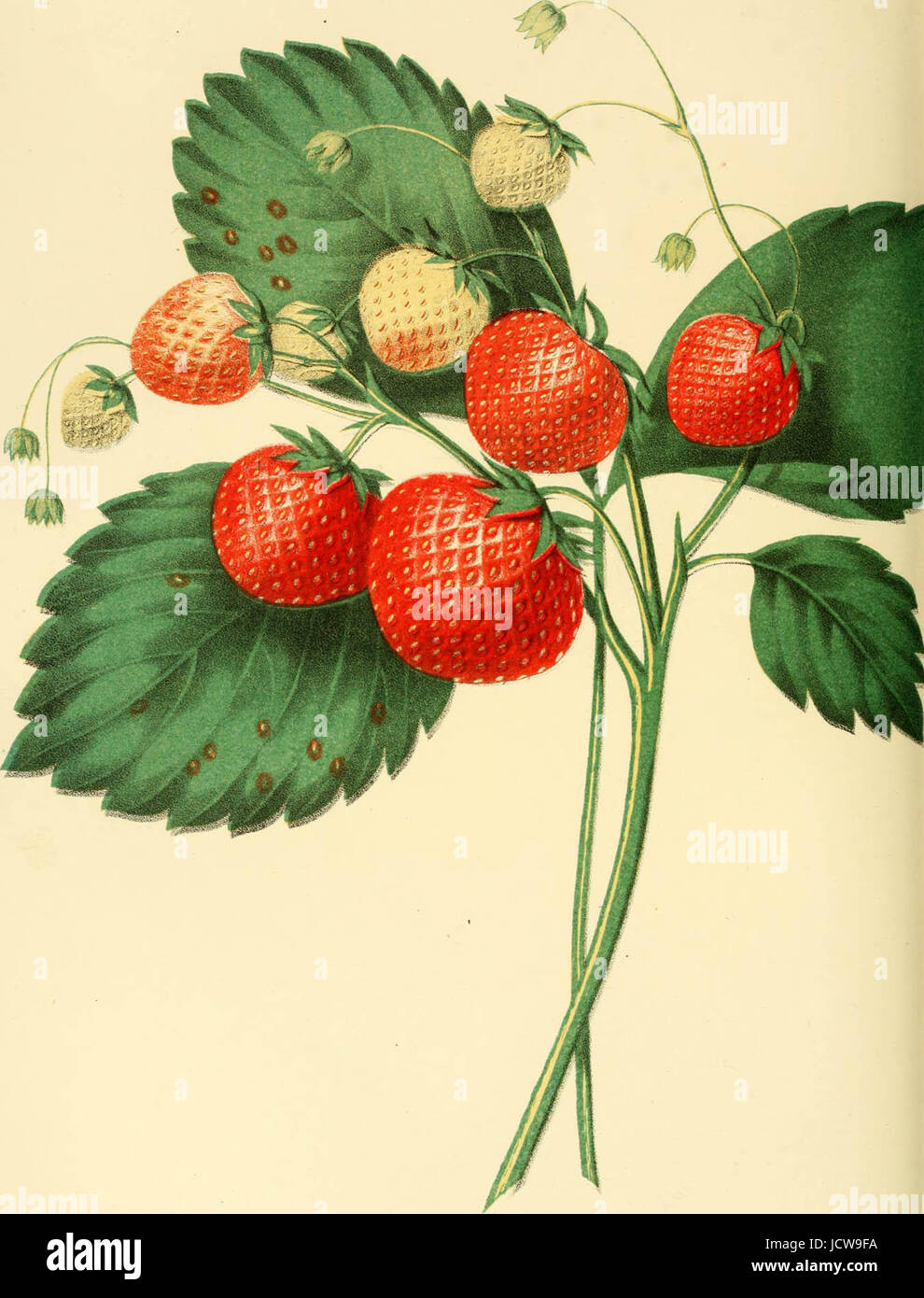 Old fruit varieties hi-res stock photography and images - Alamy