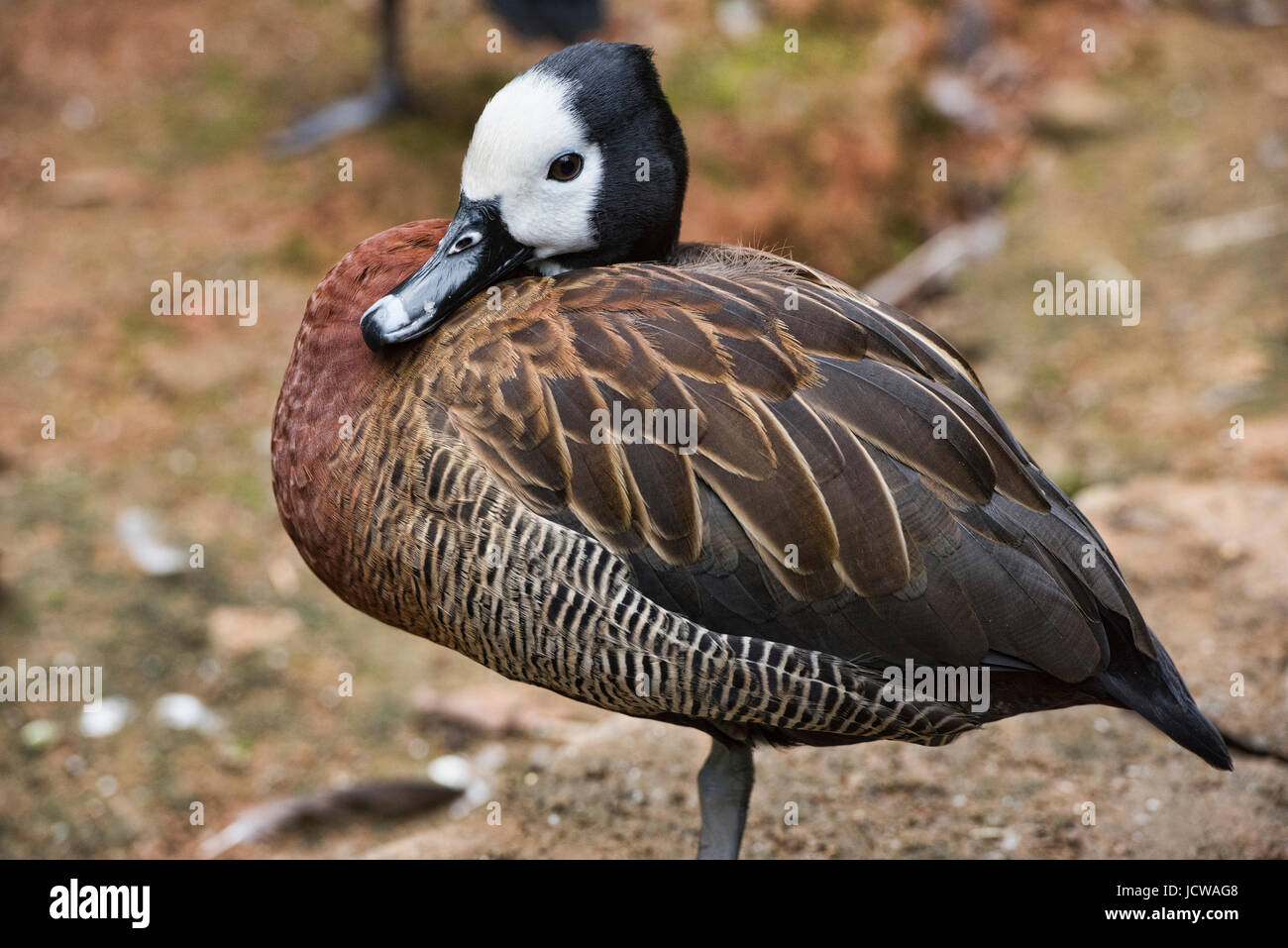 White-faced whistling duck (Dendrocygna viduata), Madagascar Stock ...