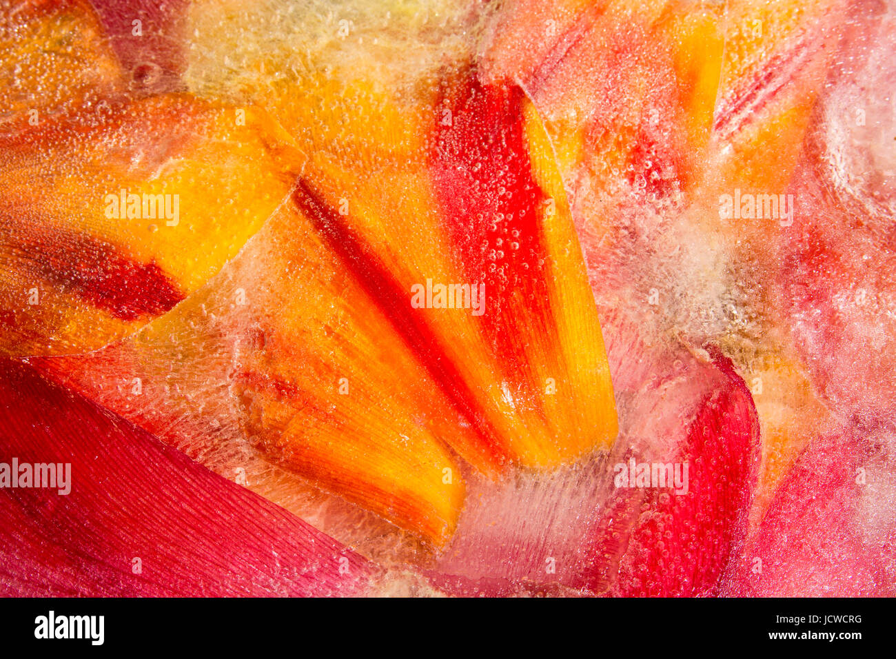 Tulip petals in ice Stock Photo - Alamy