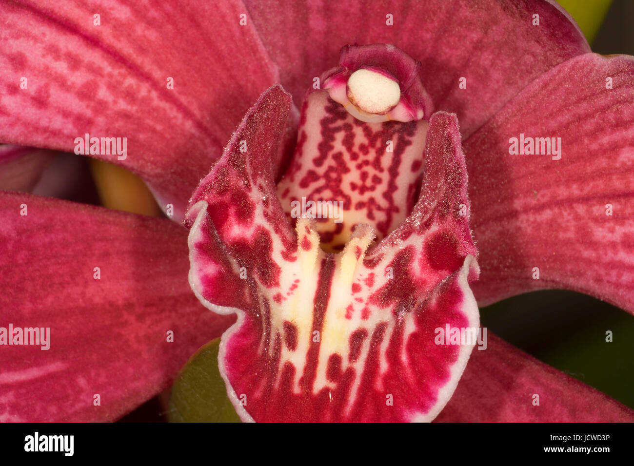 Cymbidium Lady Eikoh orchid, Cherry City Orchid Society Show, Salem ...