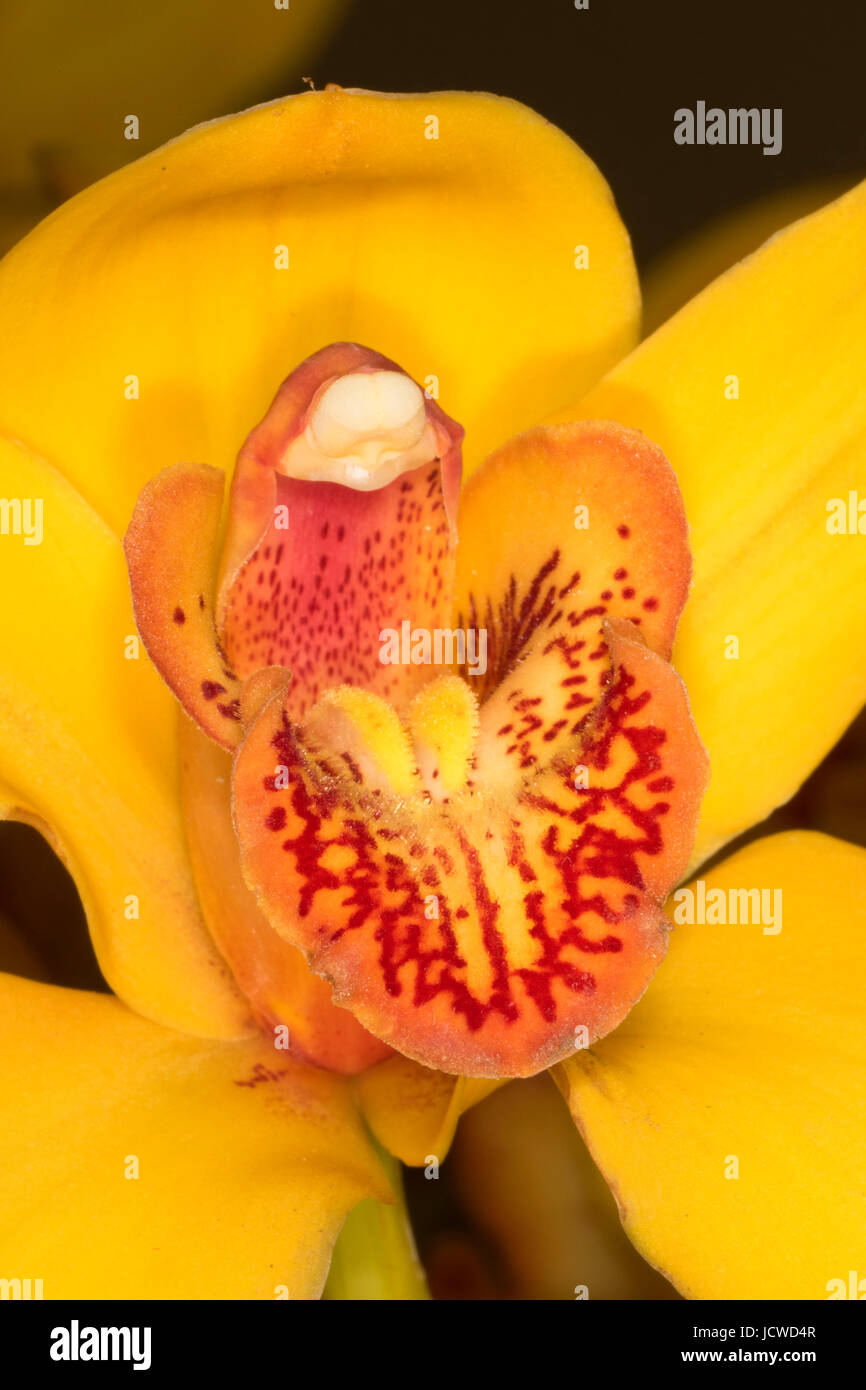 Cymbidium Nevada orchid, Cherry City Orchid Society Show, Salem, Oregon ...