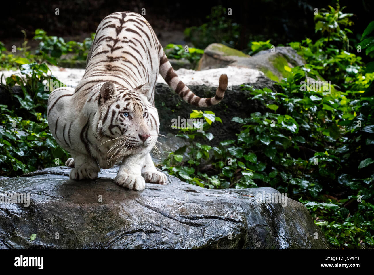 White tiger zoo hi-res stock photography and images - Alamy