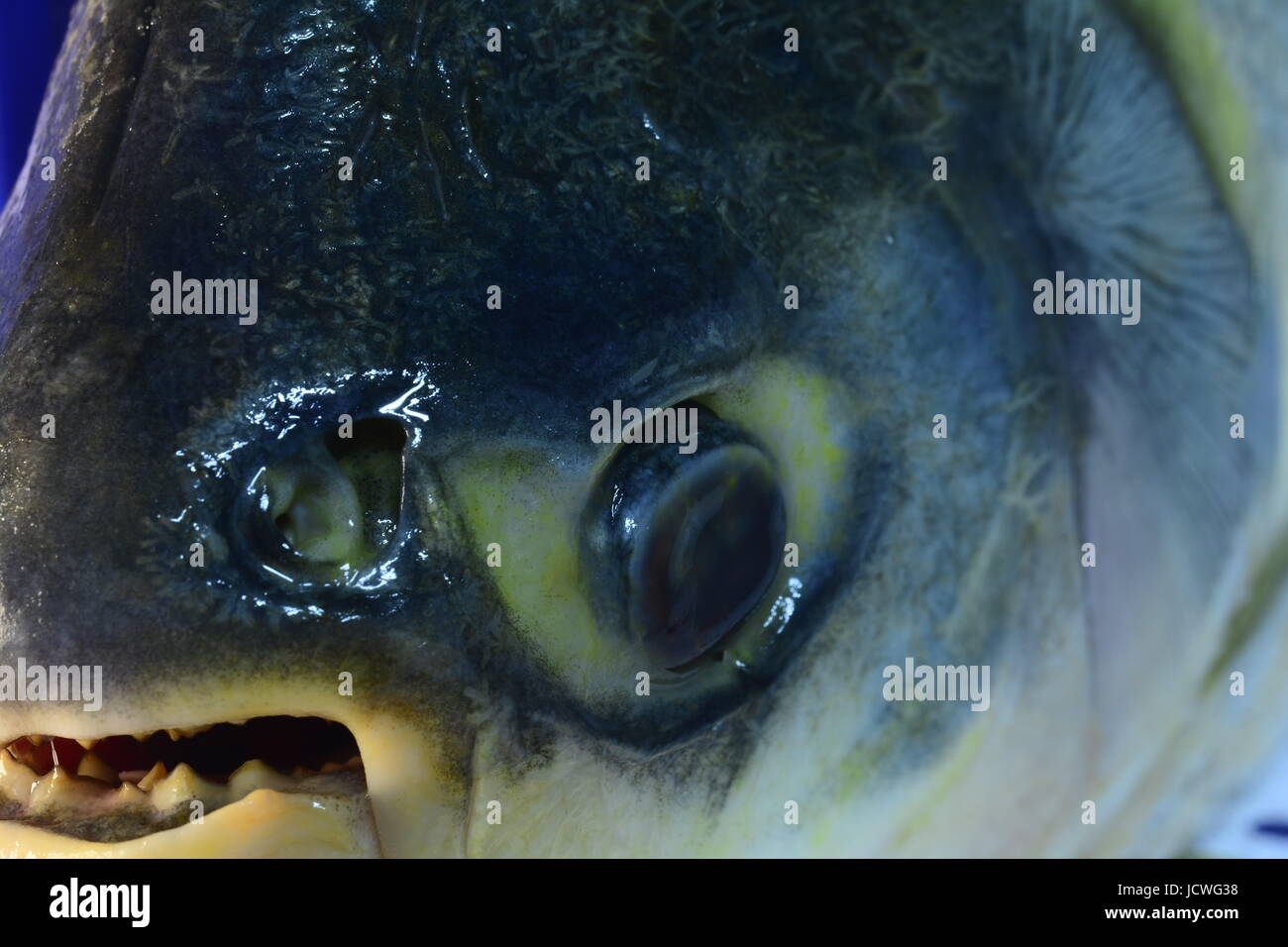 Tambaqui fish hi-res stock photography and images - Alamy