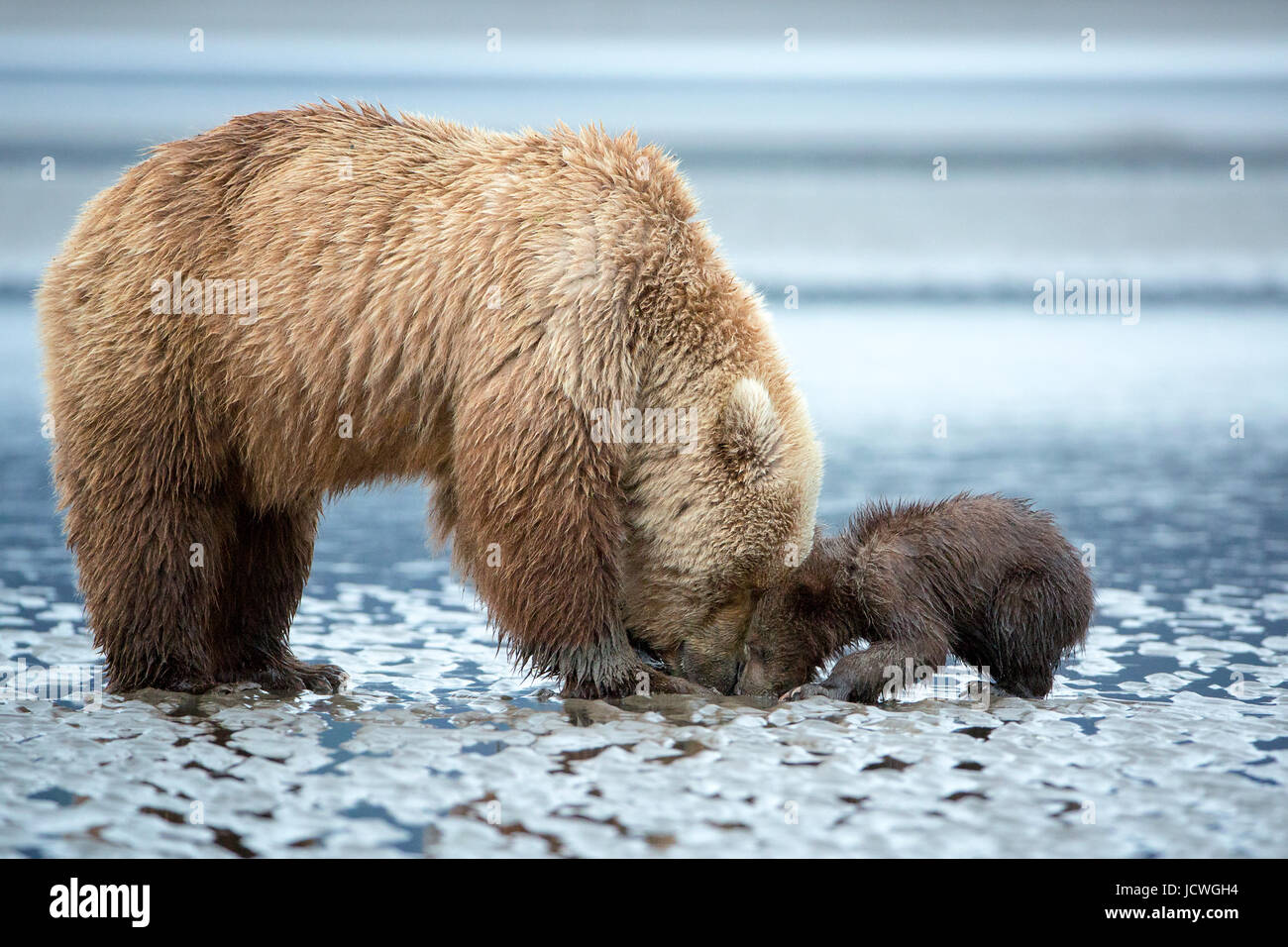Bear teaching cub to Clam Stock Photo - Alamy