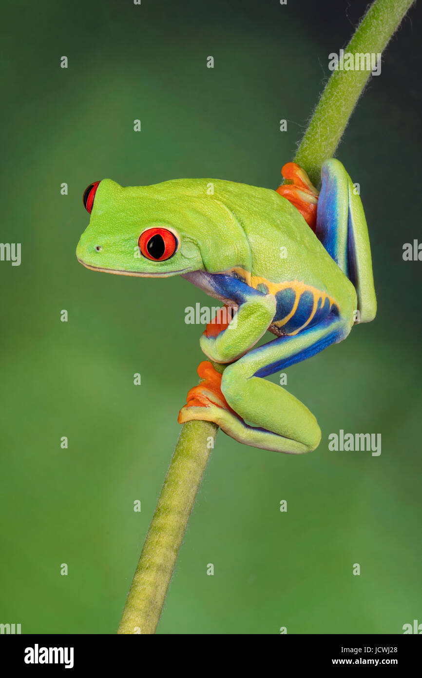 Green Tree Frog Stock Photo - Alamy