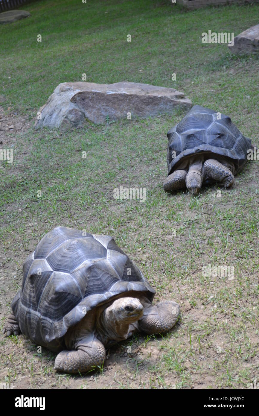 Tortoise at the zoo Stock Photo - Alamy