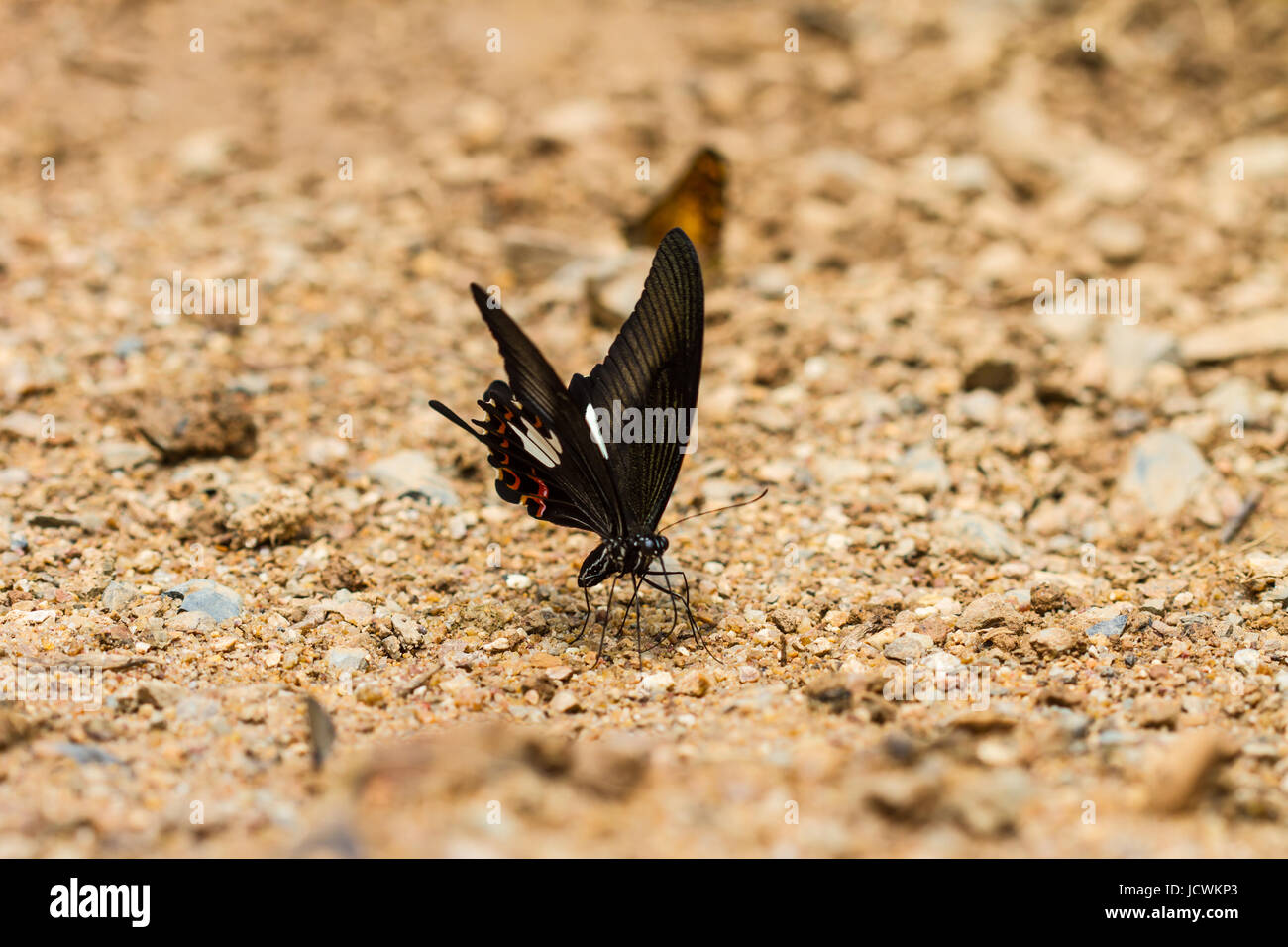 Beautiful Butterfly on ground in tropical forest Stock Photo - Alamy