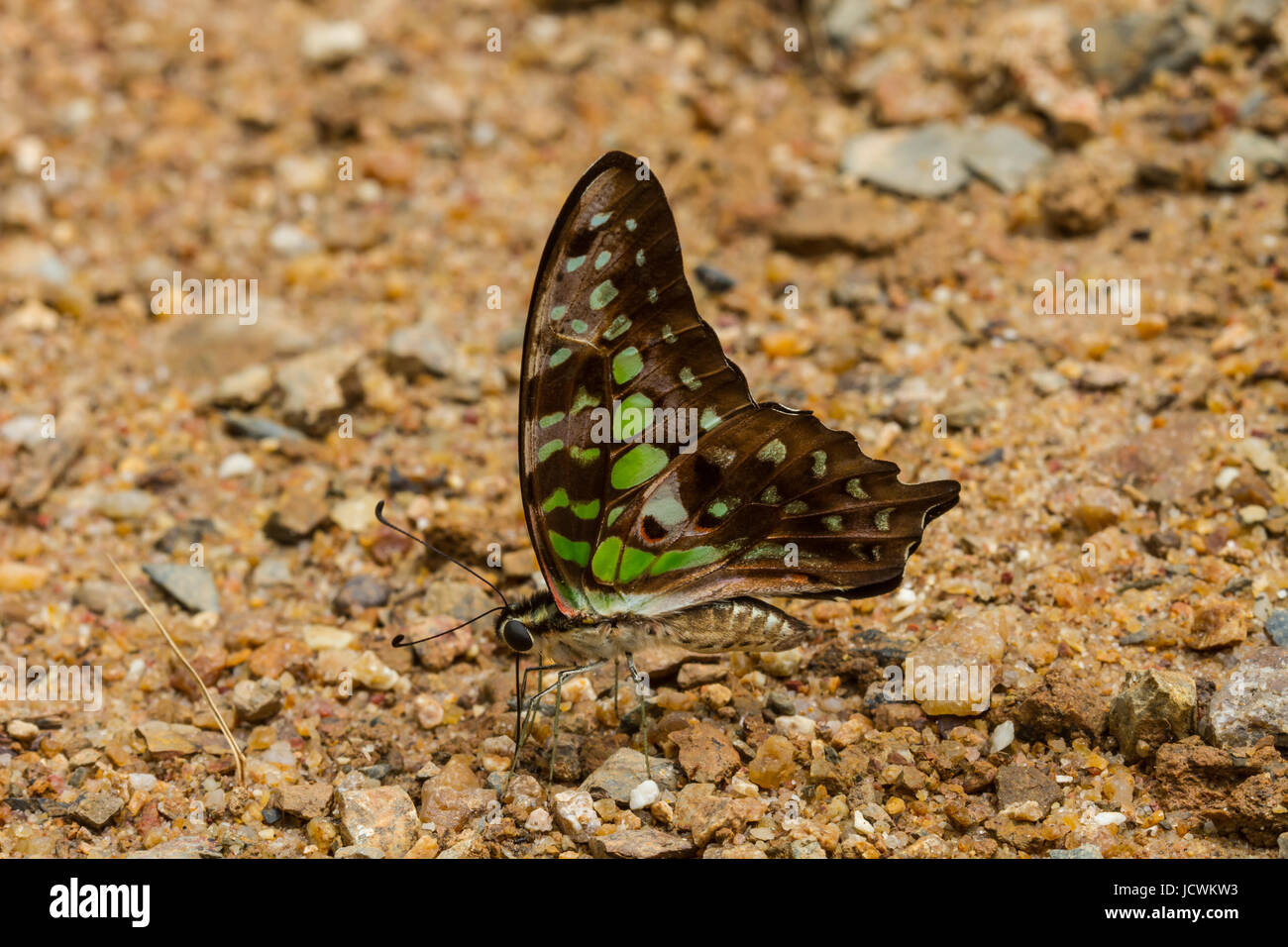Common buckeye butterfly on the ground hi-res stock photography and ...