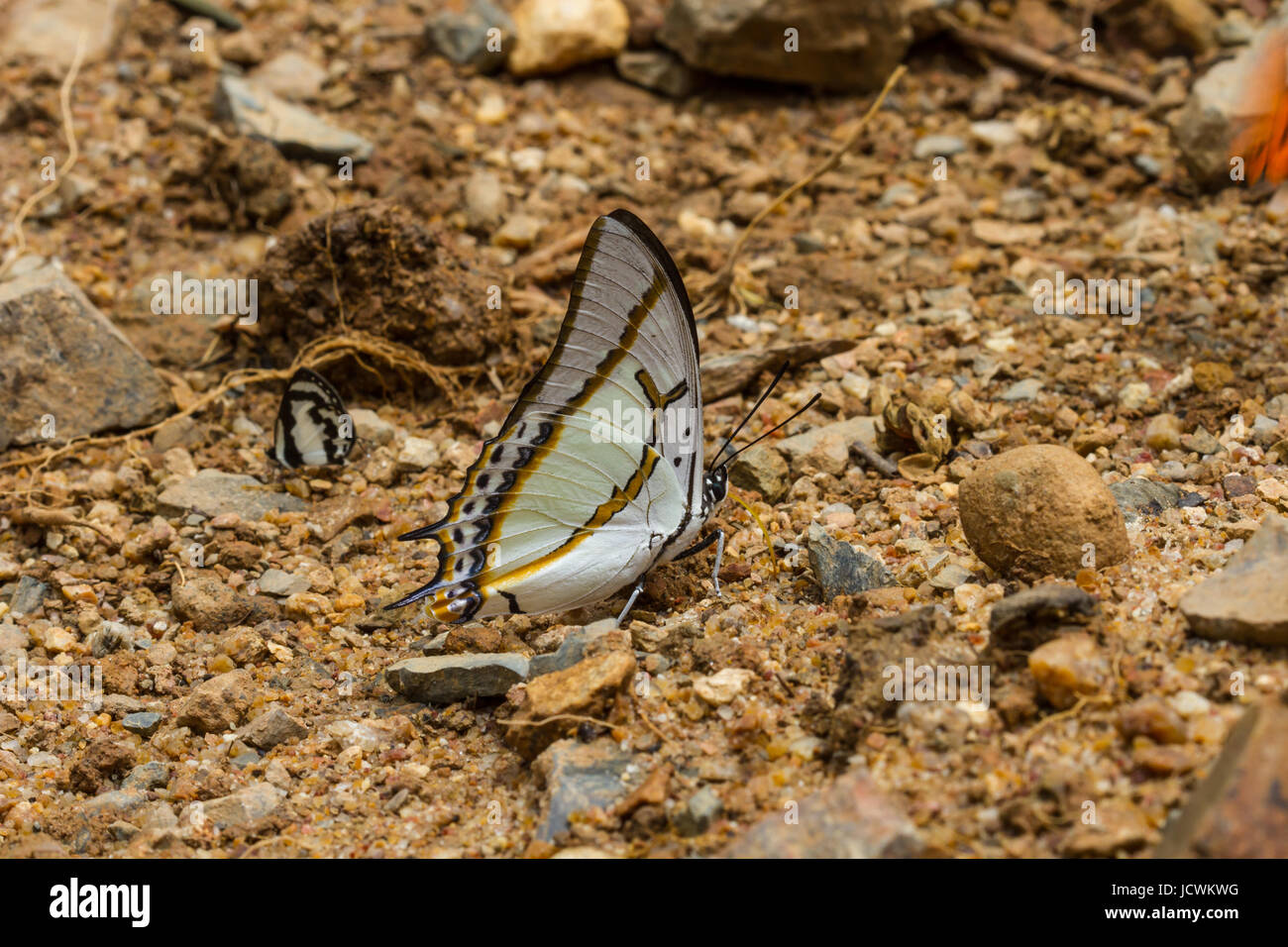 Beautiful Butterfly on ground in tropical forest Stock Photo - Alamy