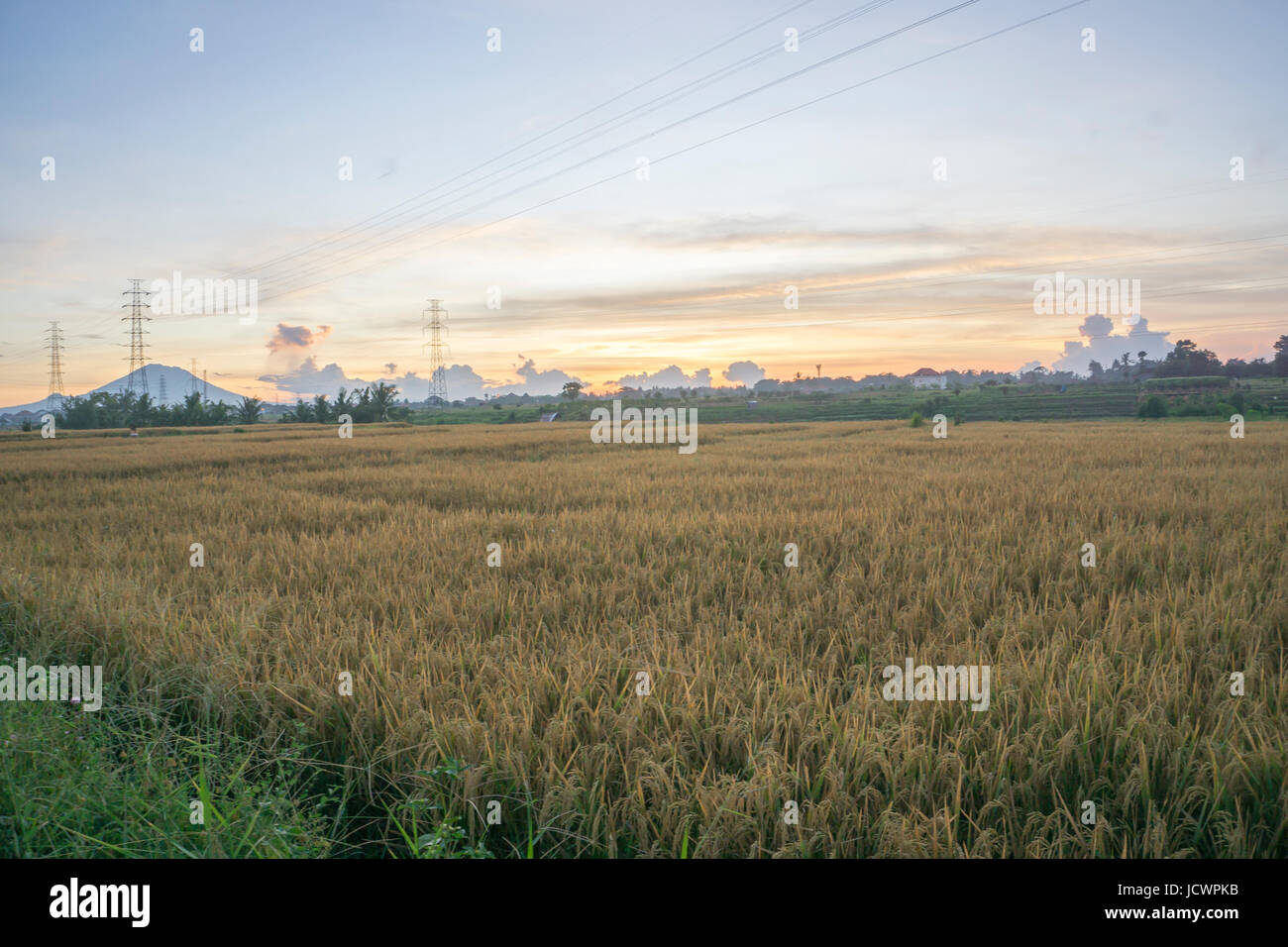 Nature view of paddy field with sunrise background. Nature composition ...