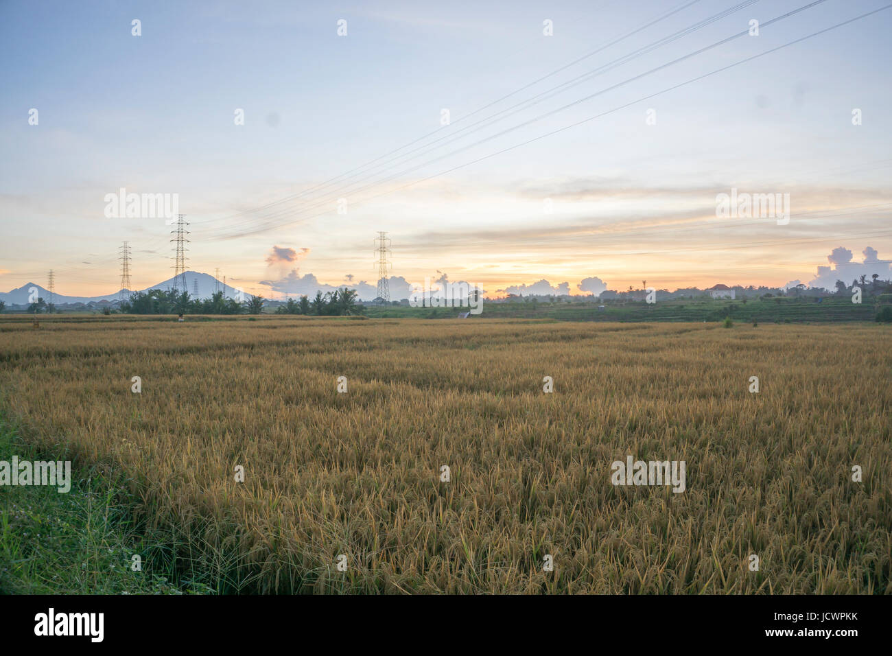 Nature view of paddy field with sunrise background. Nature composition ...