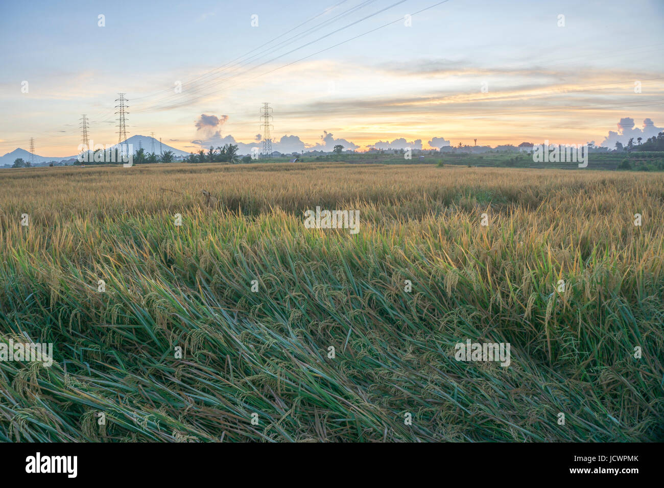 Nature view of paddy field with sunrise background. Nature composition ...