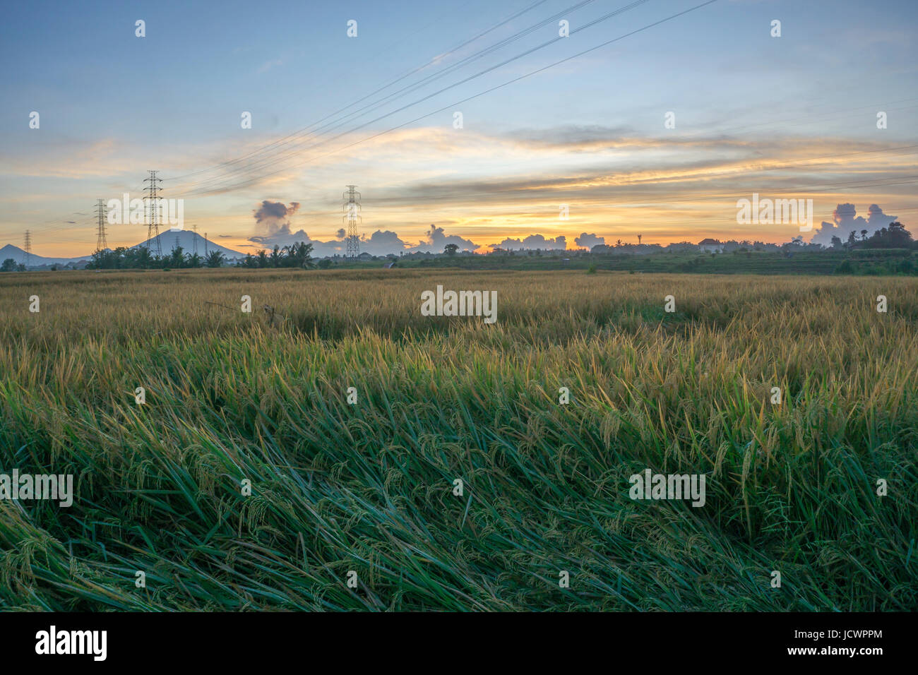 Nature view of paddy field with sunrise background. Nature composition ...