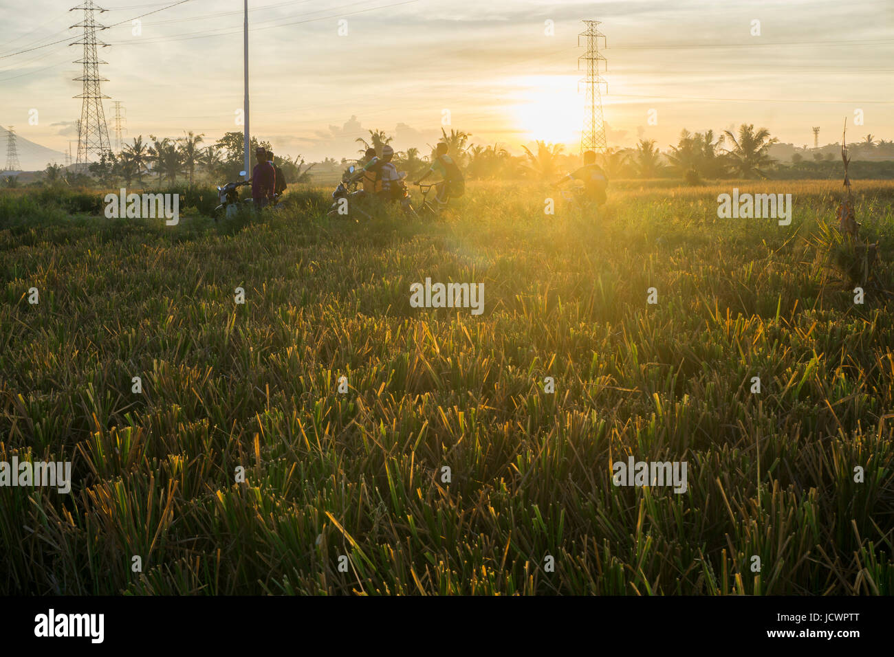 Nature view of paddy field with sunrise background. Nature composition ...