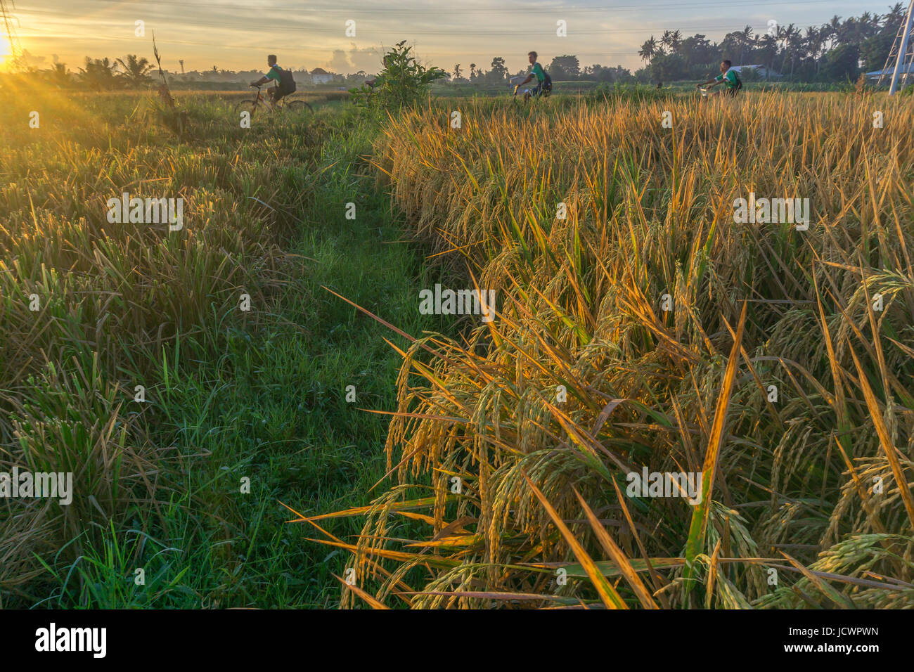 Nature view of paddy field with sunrise background. Nature composition ...
