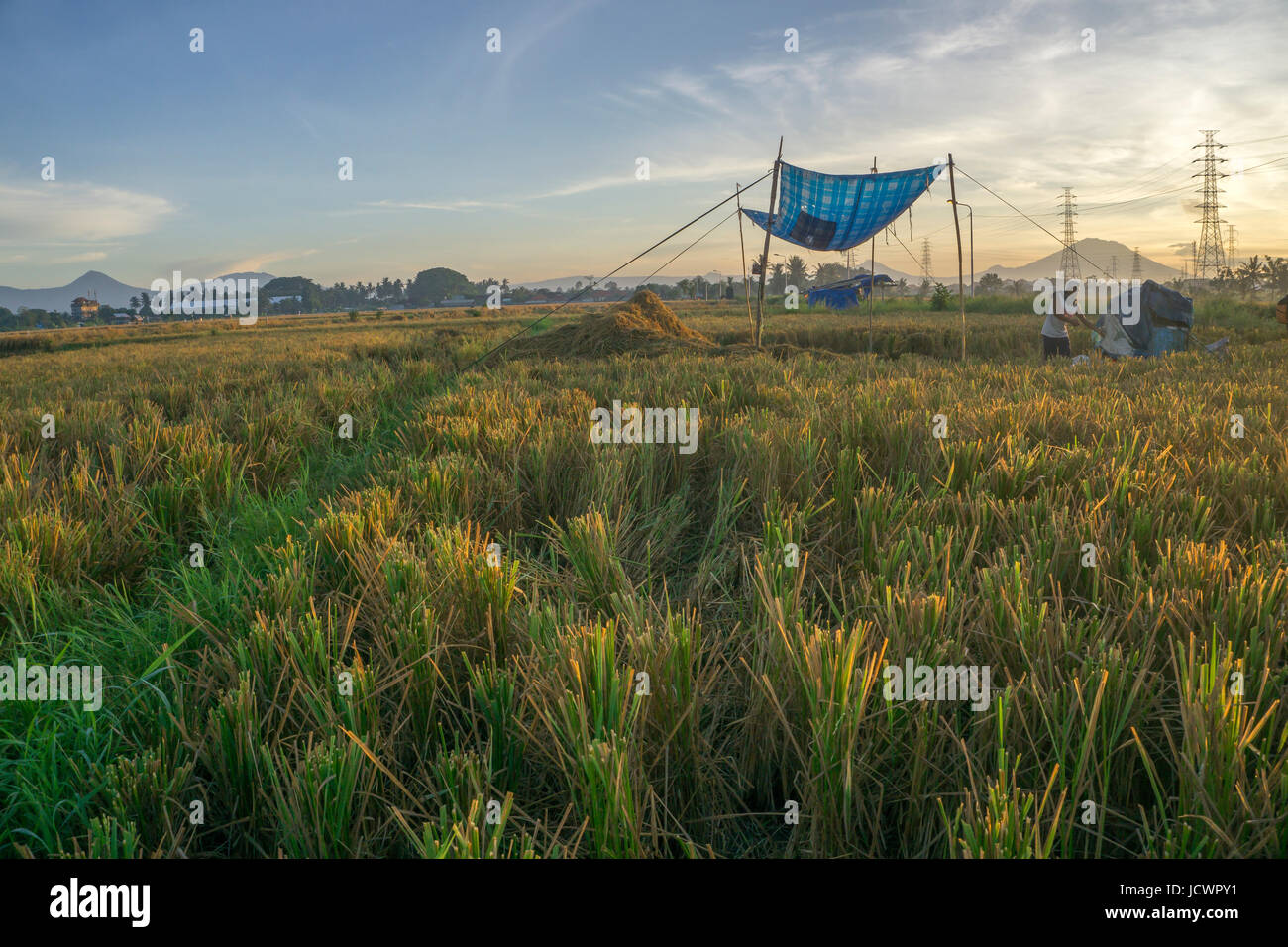 Nature view of paddy field with sunrise background. Nature composition ...