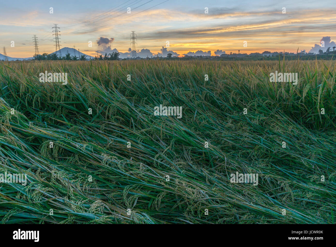 Nature view of paddy field with sunrise background. Nature composition ...