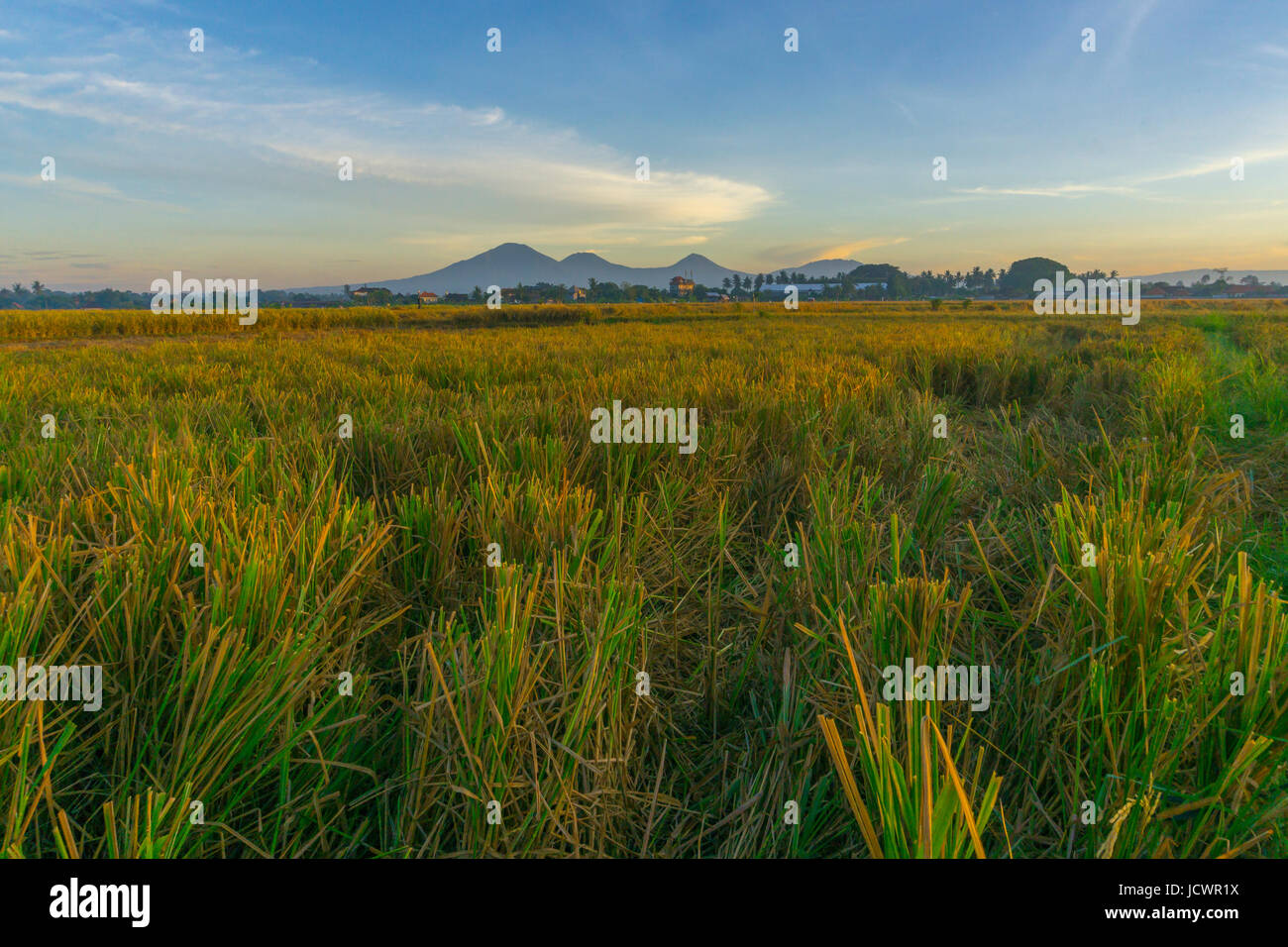 Nature view of paddy field with sunrise background. Nature composition ...