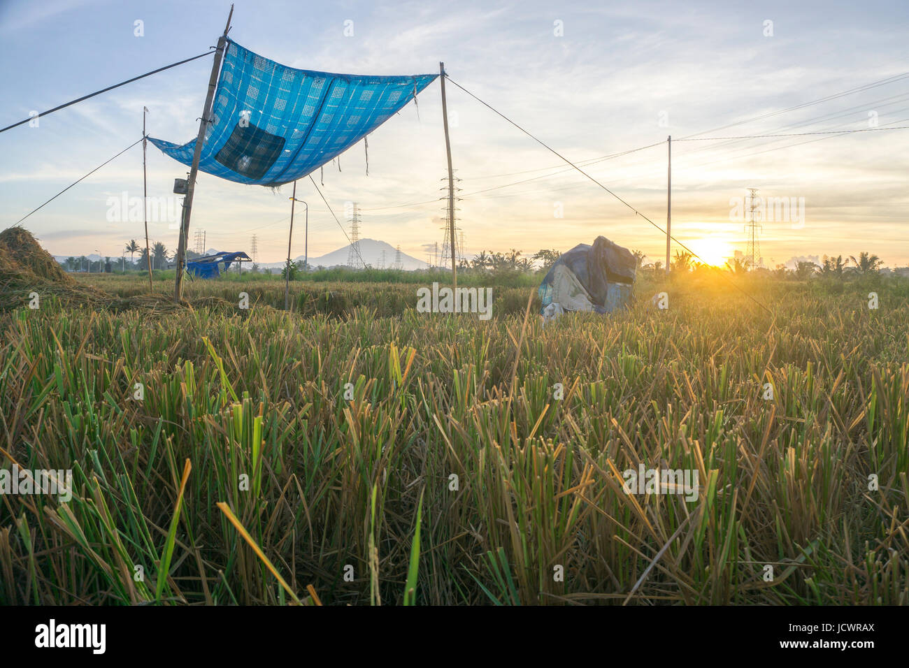 Nature view of paddy field with sunrise background. Nature composition ...