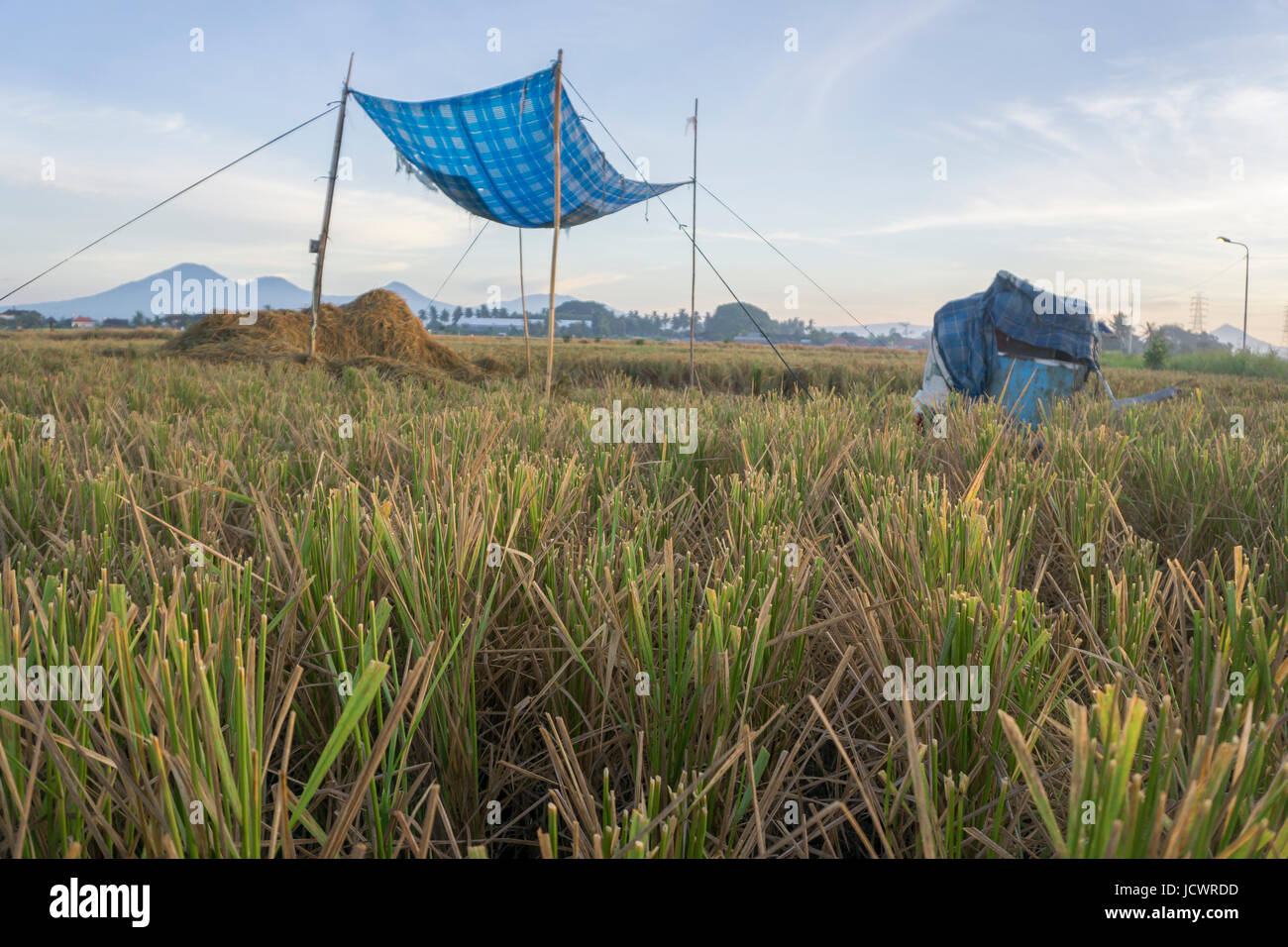Nature view of paddy field with sunrise background. Nature composition ...