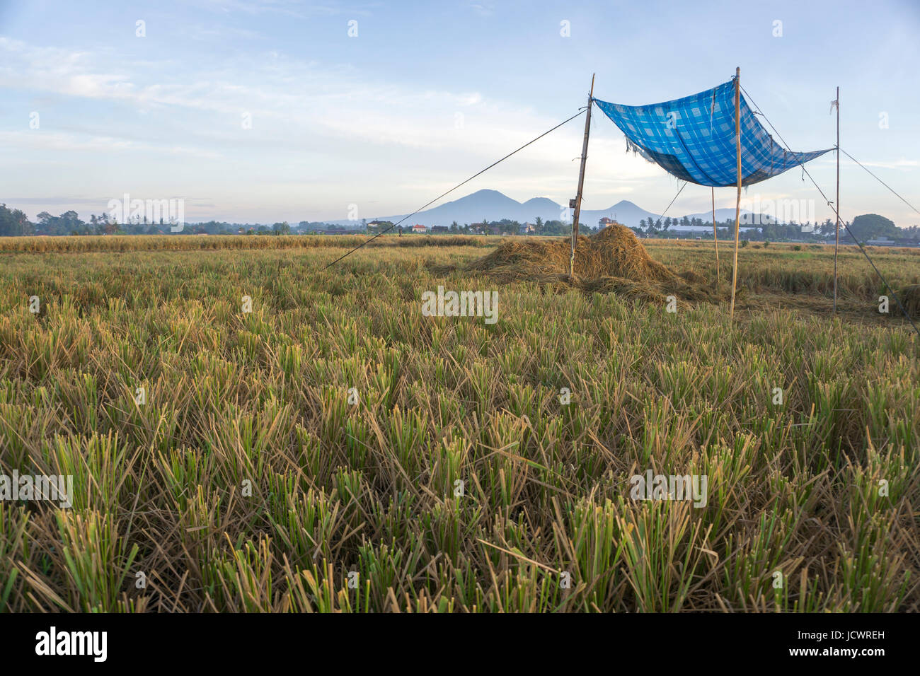 Nature view of paddy field with sunrise background. Nature composition ...