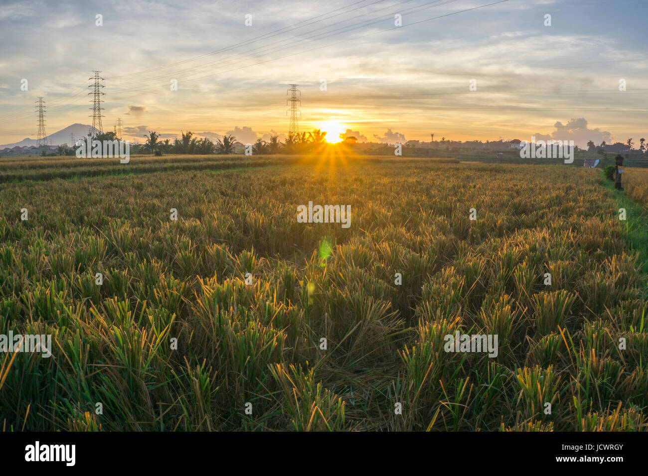 Nature view of paddy field with sunrise background. Nature composition ...
