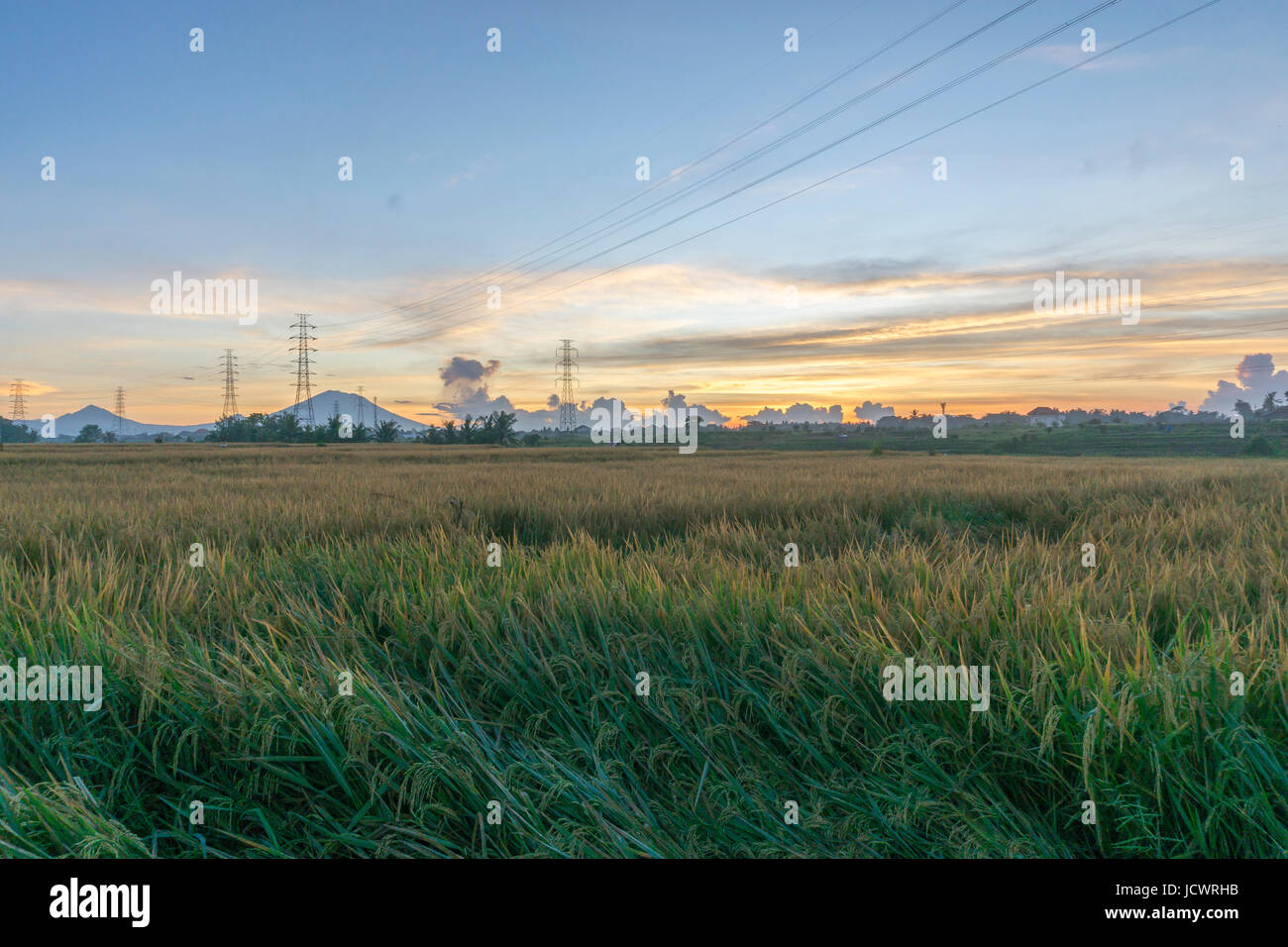 Nature view of paddy field with sunrise background. Nature composition ...