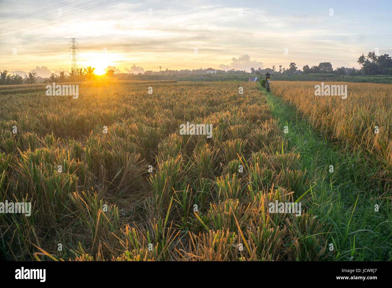 Nature view of paddy field with sunrise background. Nature composition ...