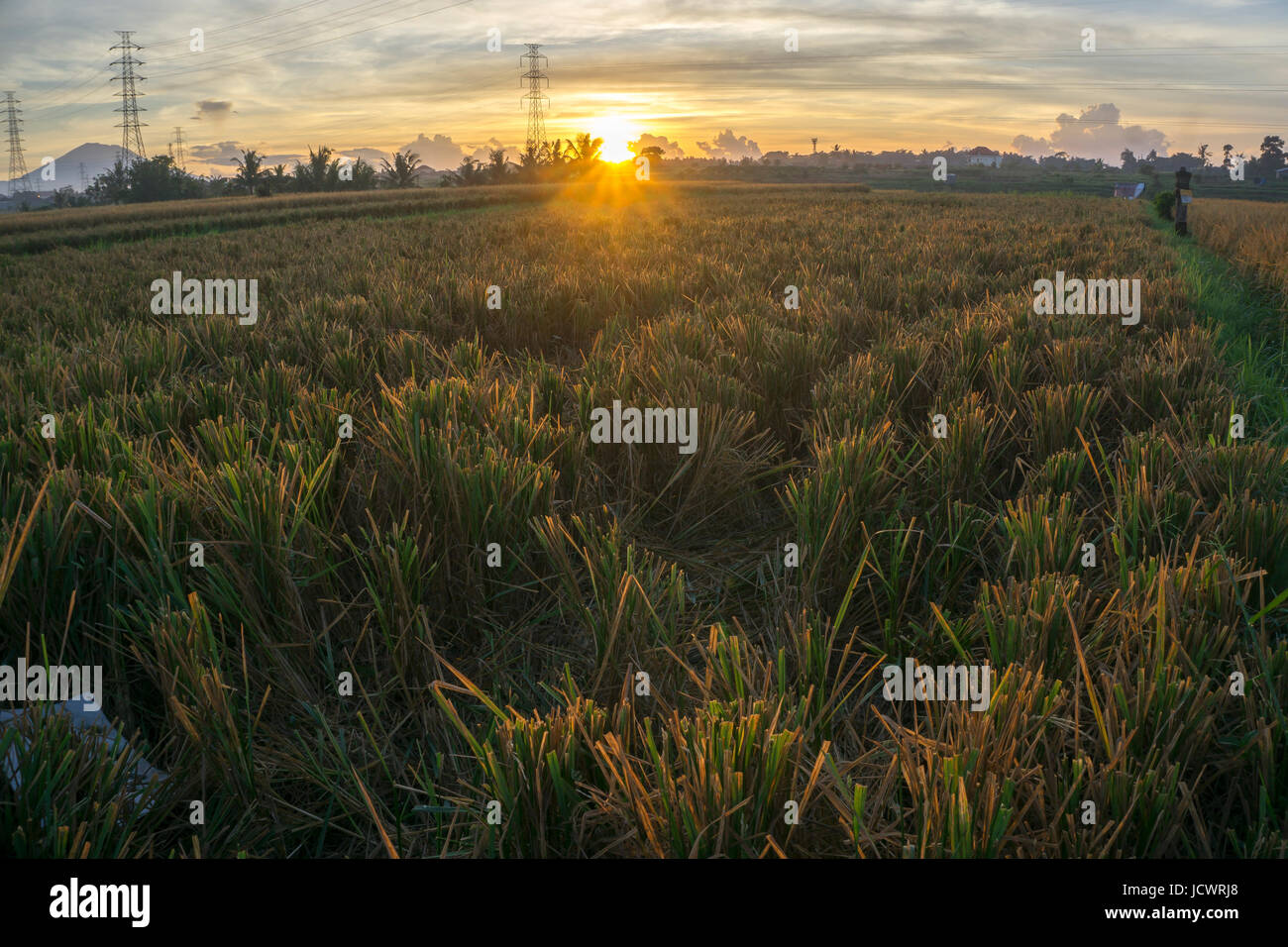 Nature view of paddy field with sunrise background. Nature composition ...