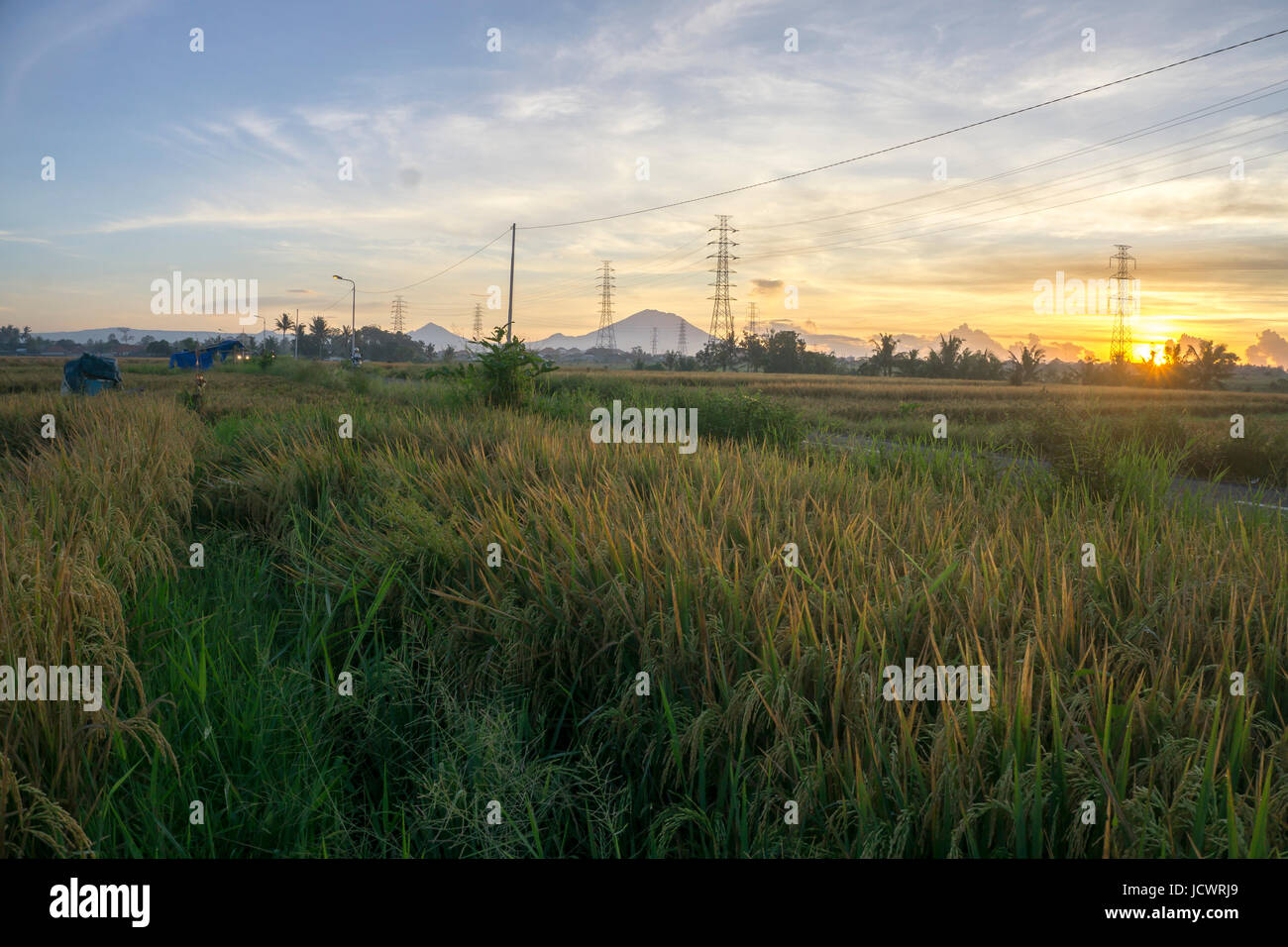 Nature view of paddy field with sunrise background. Nature composition ...