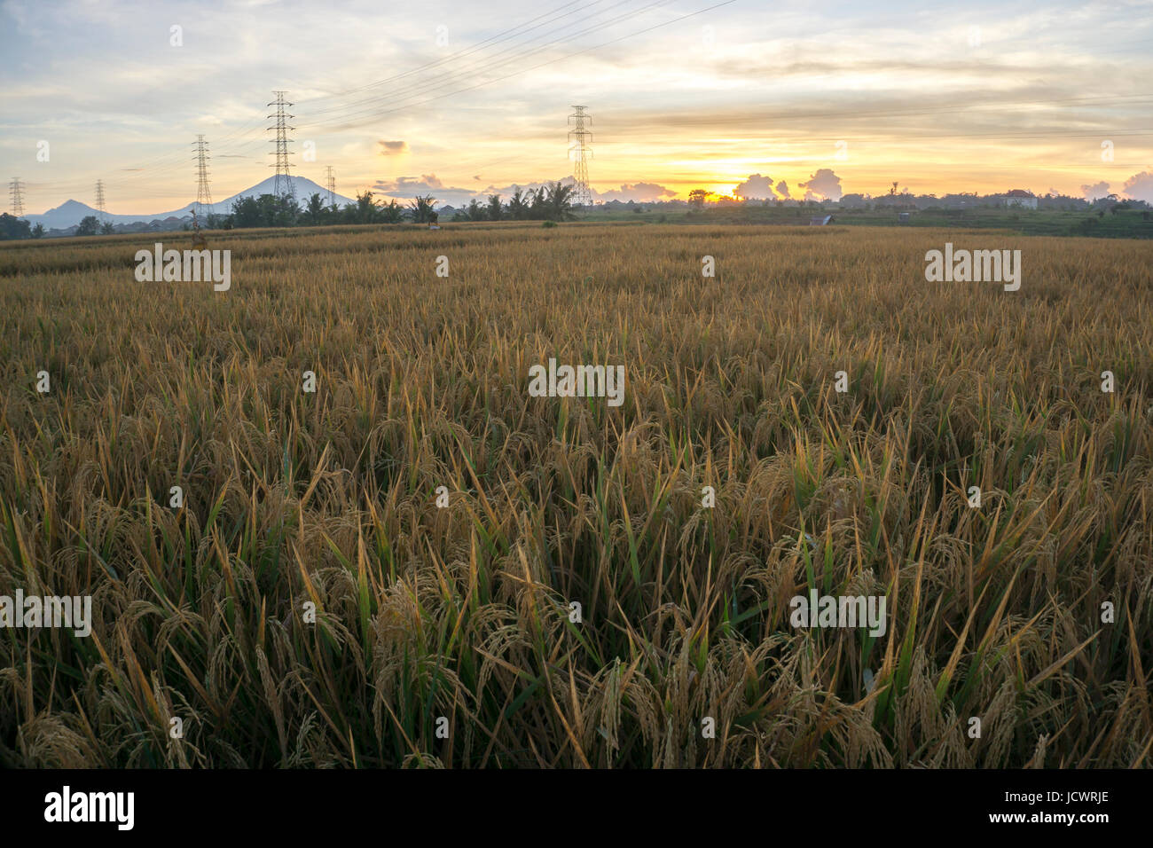 Nature view of paddy field with sunrise background. Nature composition ...