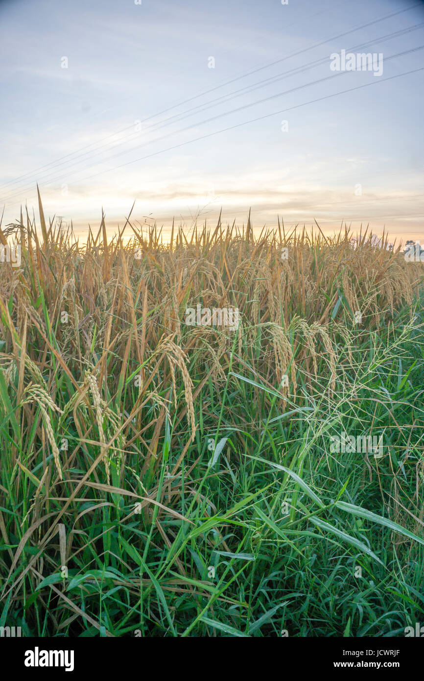 Nature view of paddy field with sunrise background. Nature composition ...