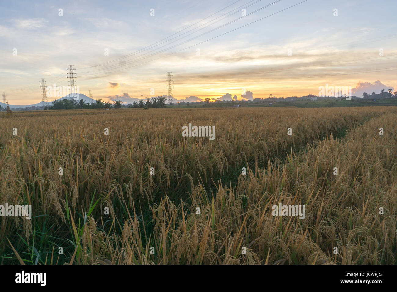 Nature view of paddy field with sunrise background. Nature composition ...