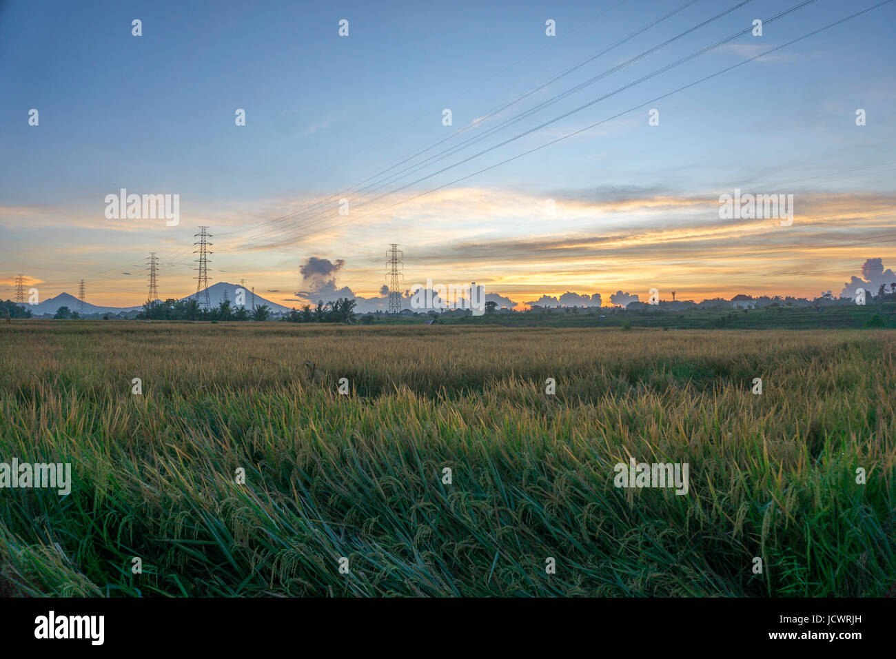 Nature view of paddy field with sunrise background. Nature composition ...