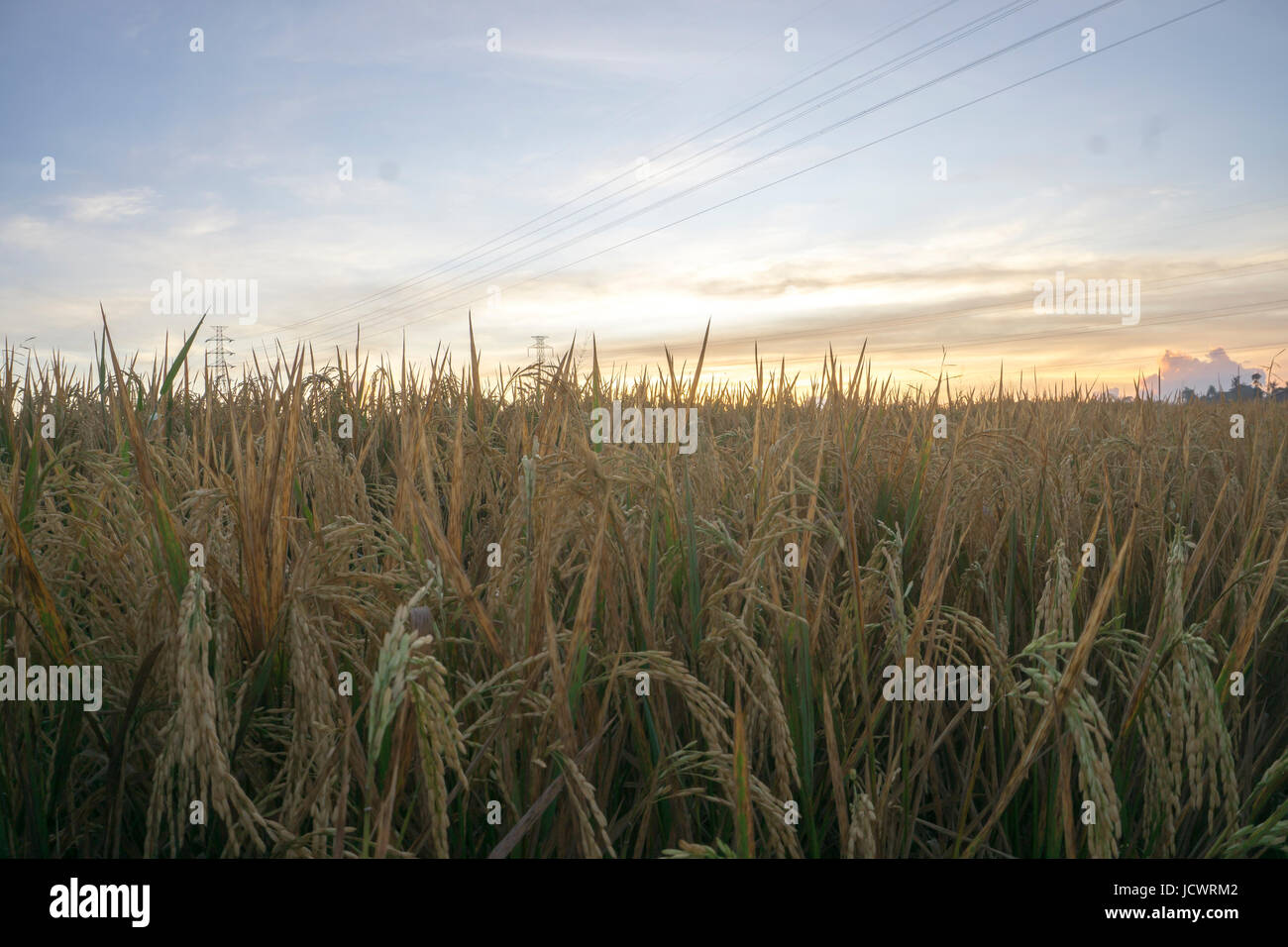Nature view of paddy field with sunrise background. Nature composition ...